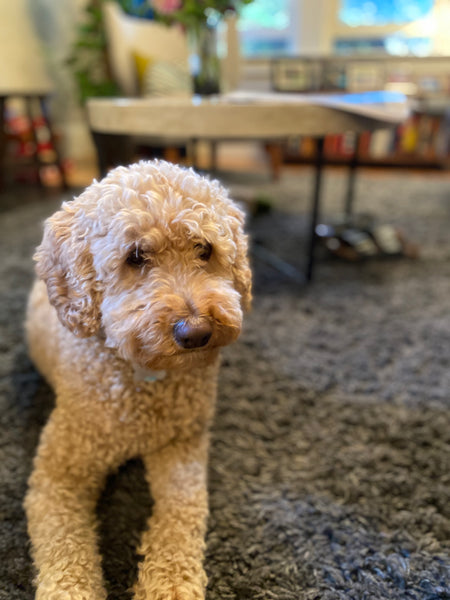 Dog Emergency Kit – Cascadia Ready